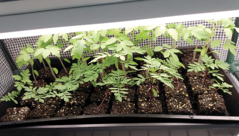 Garden Club enjoys FFA program | News, Sports, Jobs - The Intermountain